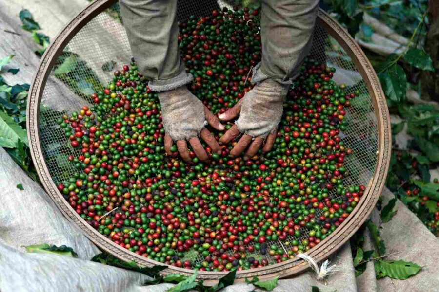 Exportação de café do Brasil recua 4,3% em setembro