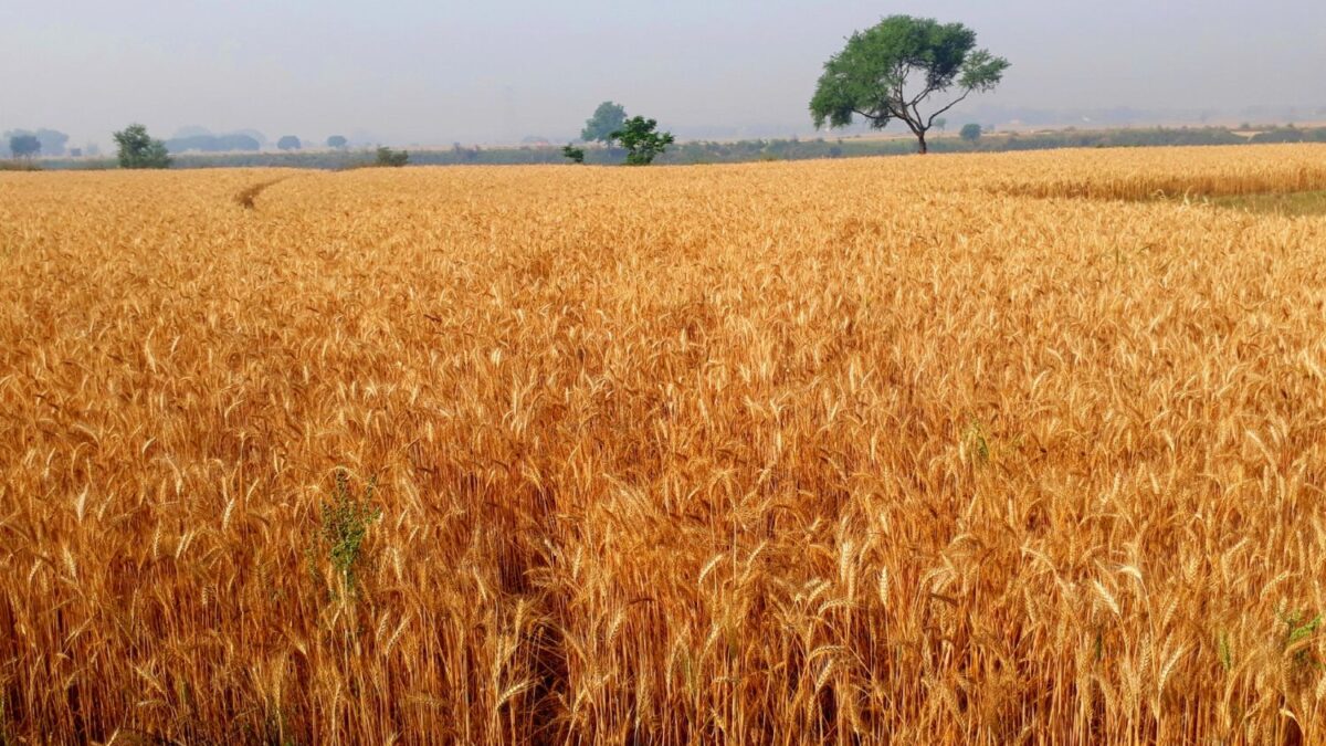 Índia Pode Ter o Fevereiro Mais Quente, com Risco para Safra de Trigo
