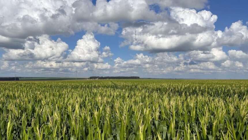 Agricultura Regenerativa Pode Produzir 23% a Mais Que a Convencional ...